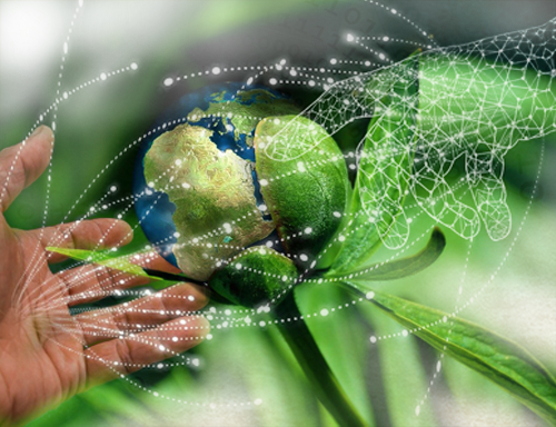 Green AI for sustainable AI in companies